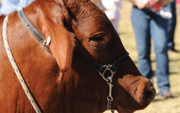 Mt Larcom Show – Agricultural Show