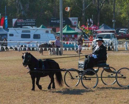 Gallery – Mt Larcom Show