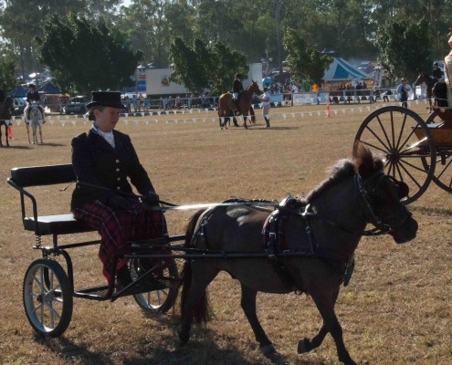 Gallery – Mt Larcom Show