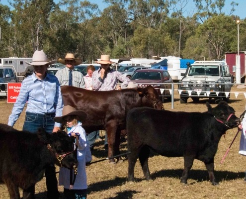 Gallery – Mt Larcom Show