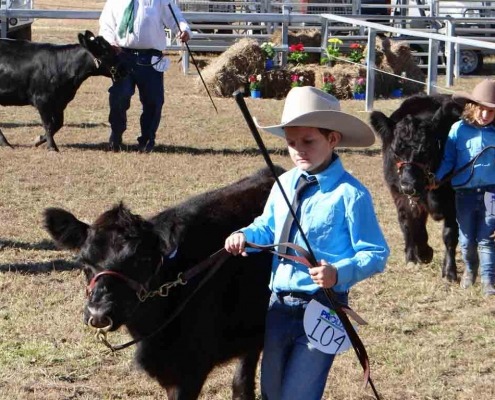 Gallery – Mt Larcom Show