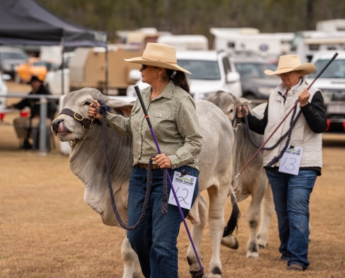 Gallery – Mt Larcom Show
